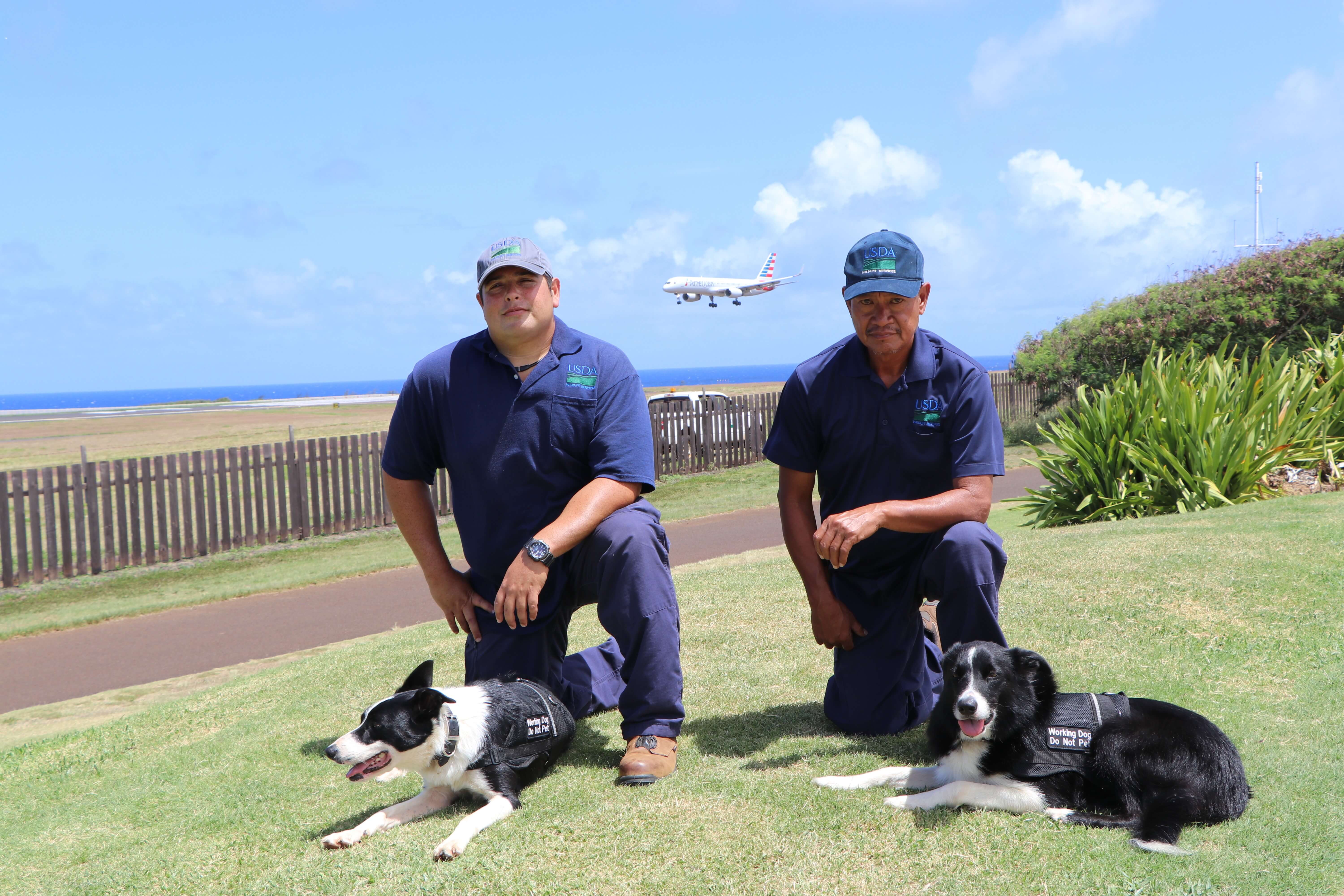 Protecting Hawaii’s Large Birds | USDA Protecting Hawaii’s Large Birds | USDA